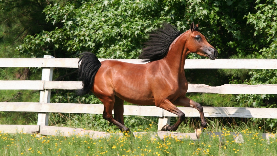 Tout savoir sur le sublime cheval Arabe